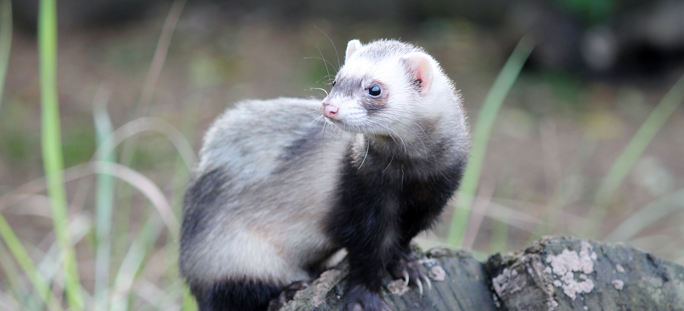 Ferrets - McGehee Clinic for Animals