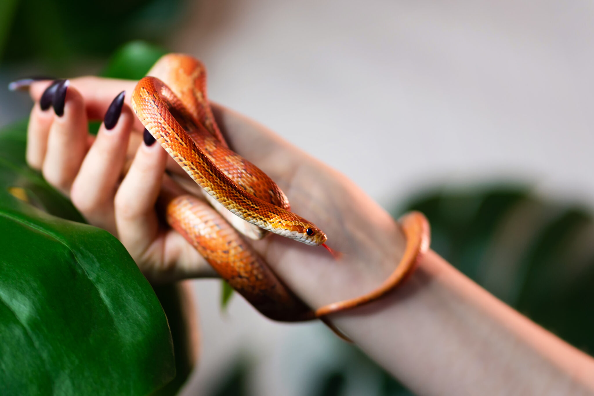 8 Best Pet Reptiles For All Ages - McGehee Clinic for Animals
